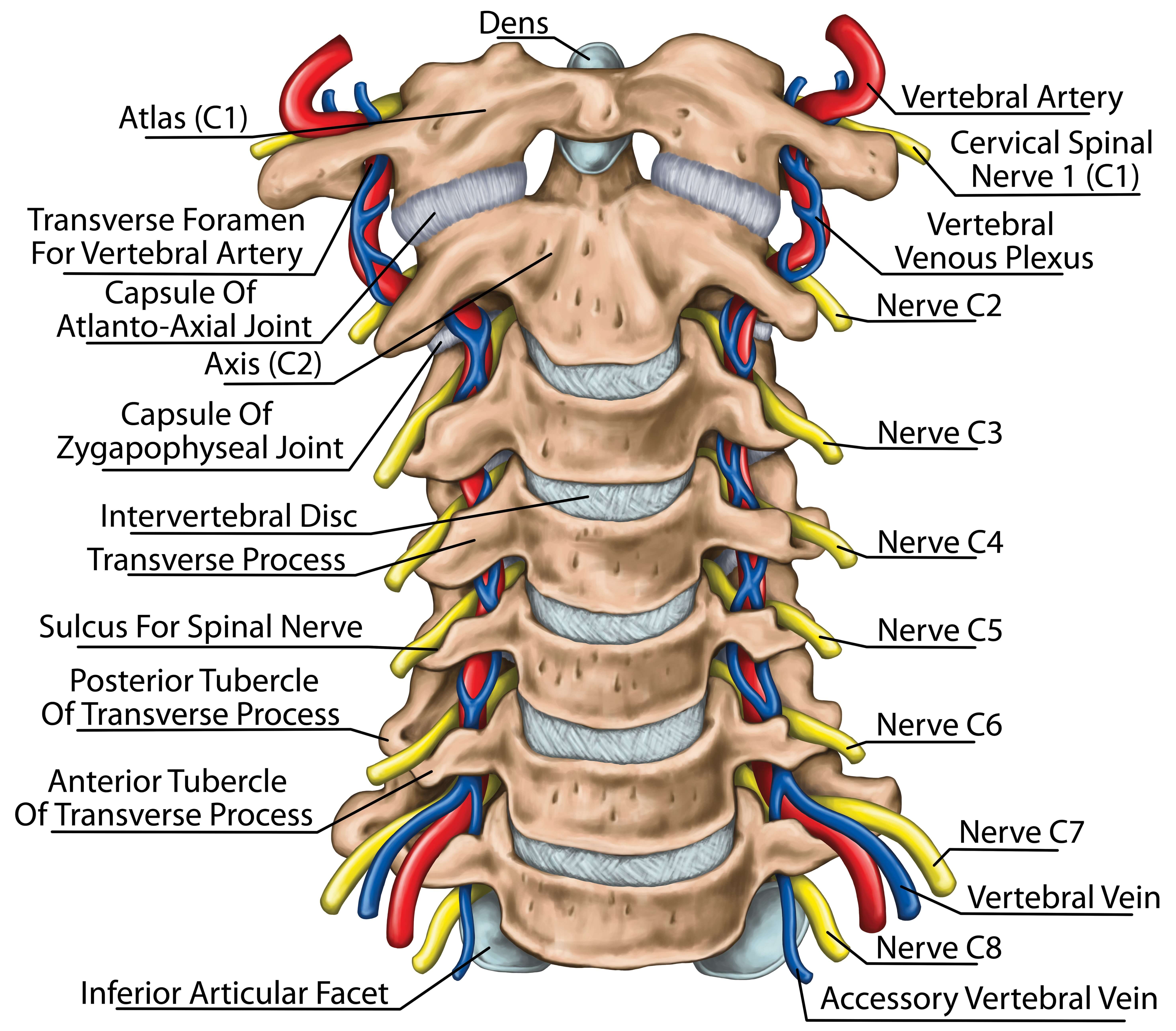Subluxations Spine Restrictions Affecting Signals Of Nervous System Subluxations Spine Restrictions Affecting Signals Of Nervous System